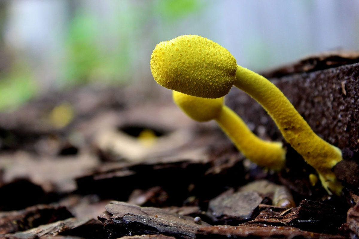 Earthy, Robust + Reflective – Sipple